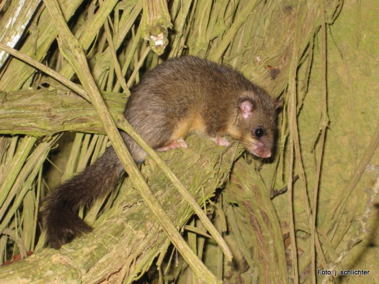 Bilche – Naturpark Fichtelgebirge